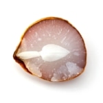 How Do Persimmons Predict The Weather? Here's How To Read the Seeds ...