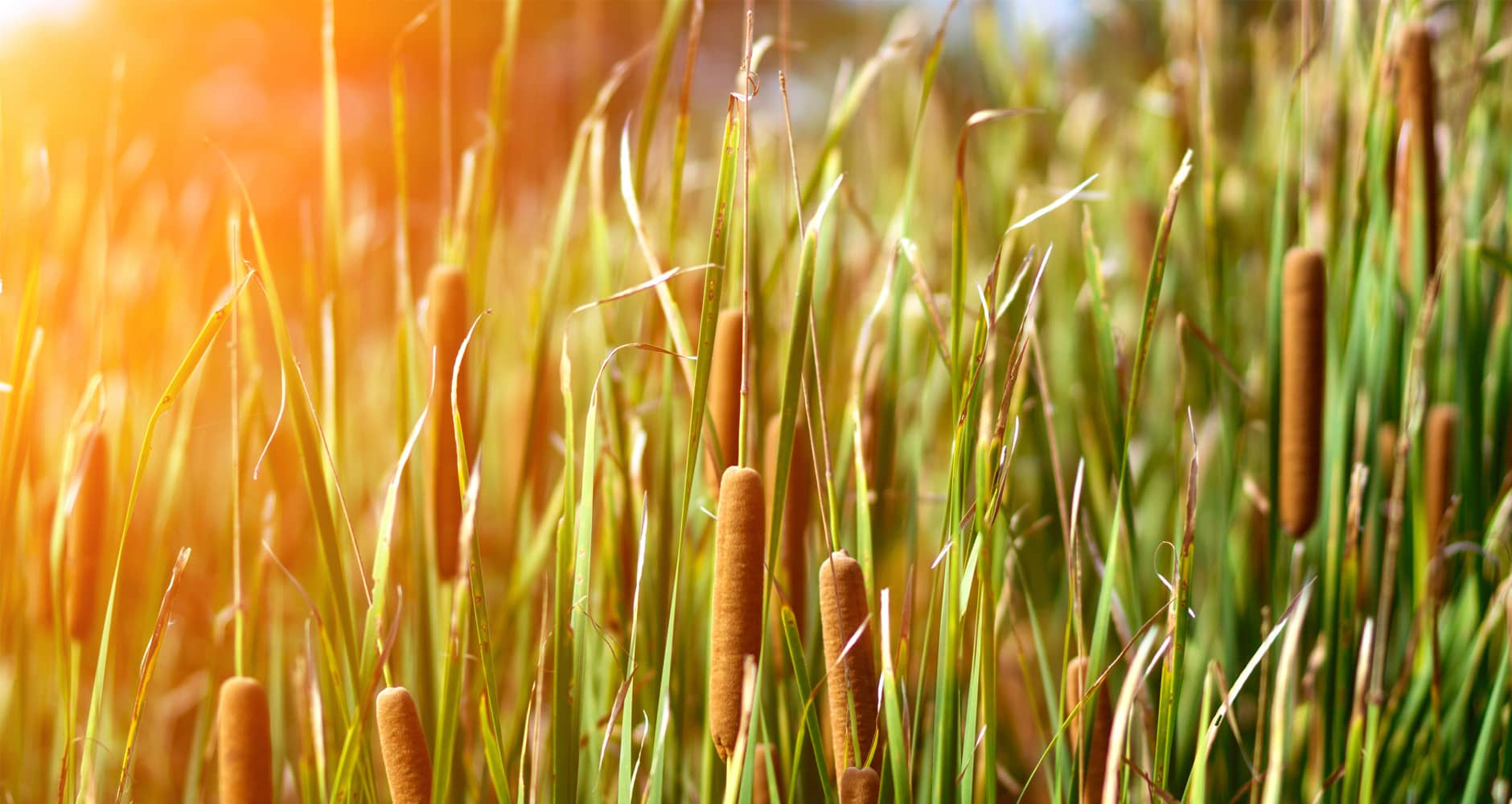 Cattails