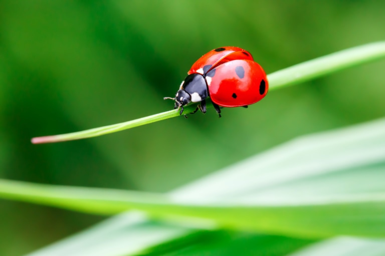 Seeing Ladybugs? What Does It Mean? - Farmers' Almanac - Plan Your Day ...