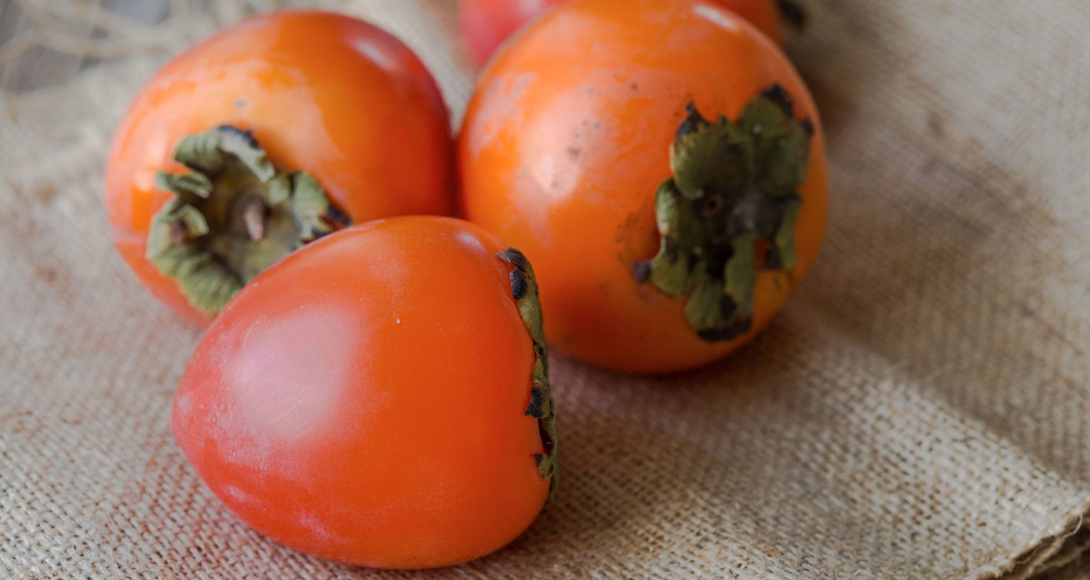 Persimmon Winter Forecast 2023-2024 - Farmers' Almanac - Plan Your Day ...