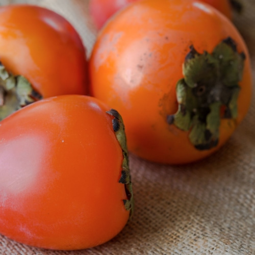 Persimmon Seed Weather Prediction 2025-2026