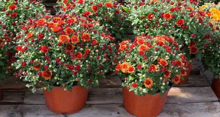 How To Care for Mums All Season Long - Farmers' Almanac - Plan Your Day ...