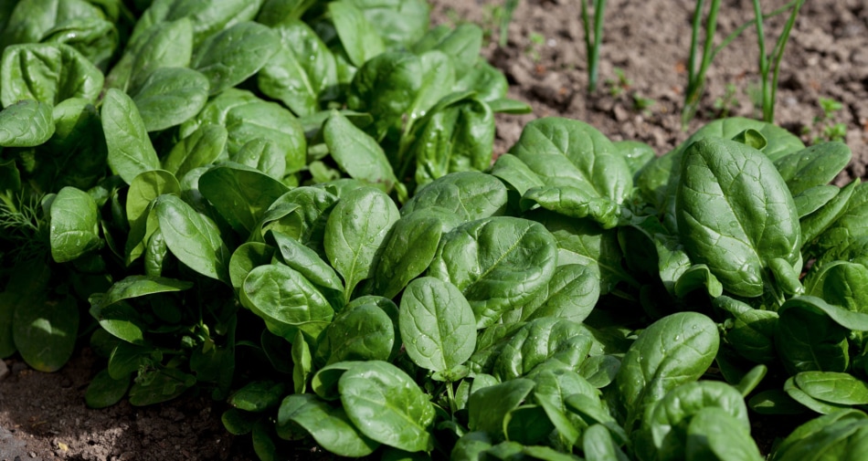How To Grow Spinach - Farmers' Almanac - Plan Your Day. Grow Your Life.