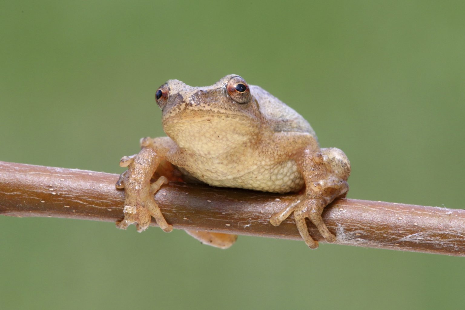 Fun Facts About Spring Peepers - Farmers' Almanac - Plan Your Day. Grow ...