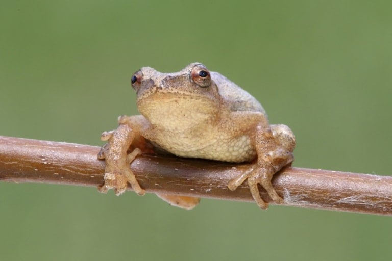Fun Facts About Spring Peepers - Farmers' Almanac - Plan Your Day. Grow ...