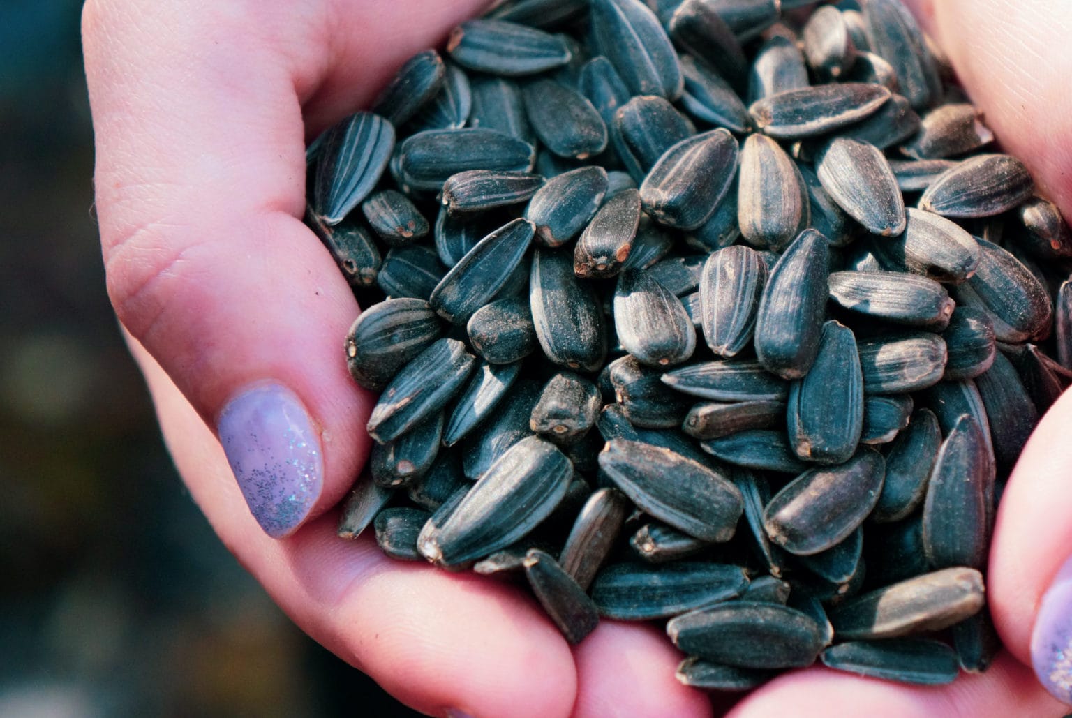 13 Reasons To Love Sunflowers Even More - Farmers' Almanac - Plan Your ...