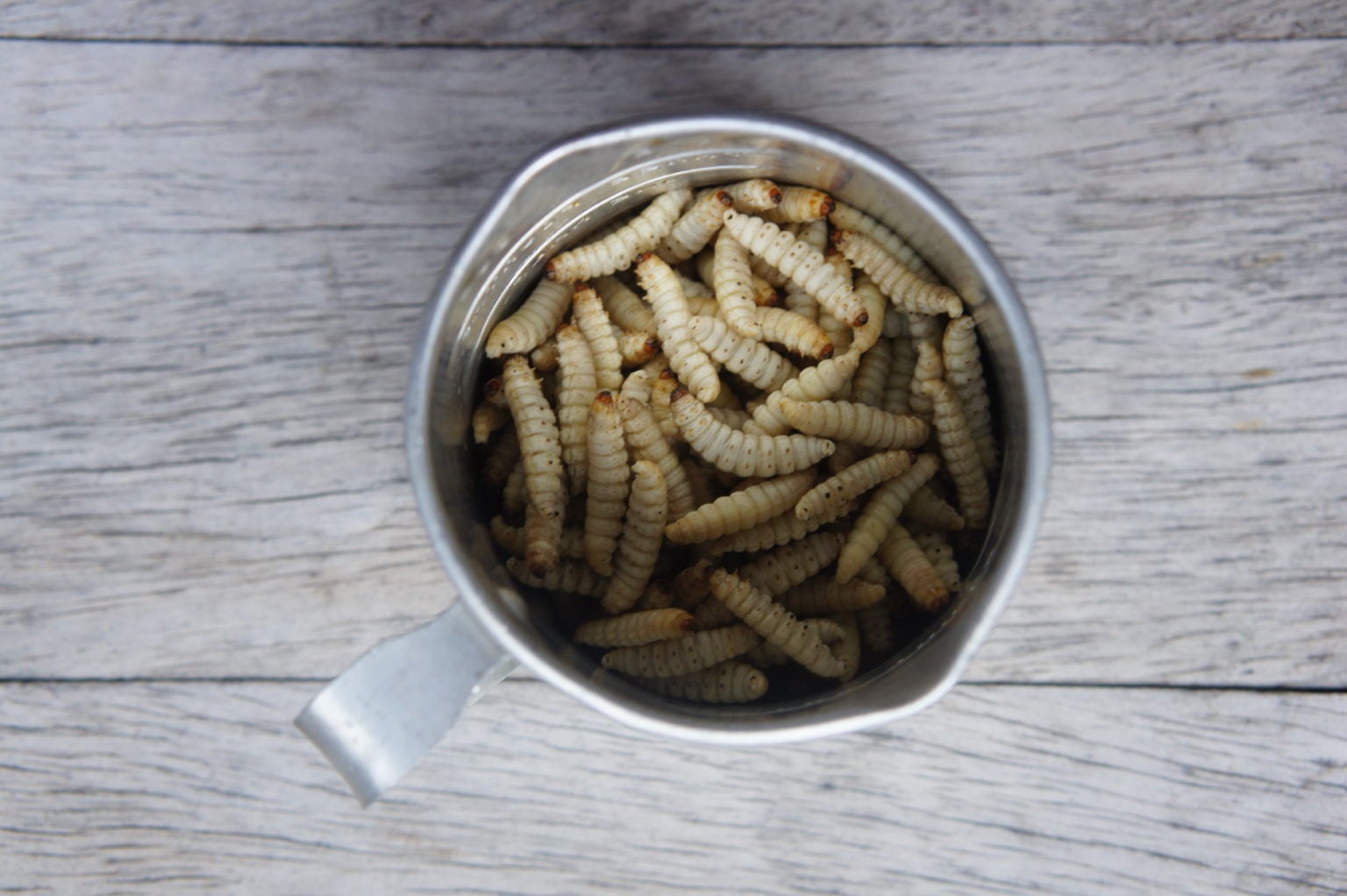 10 Best Edible Insects We Dare You To Try - Farmers' Almanac - Plan ...