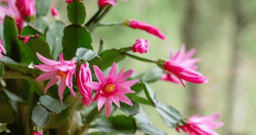 Easter Cactus: Tips For Growing And Getting Beautiful Spring Blooms ...