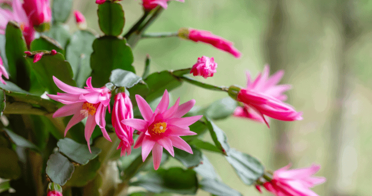 Easter Cactus: Tips For Growing And Getting Beautiful Spring Blooms ...