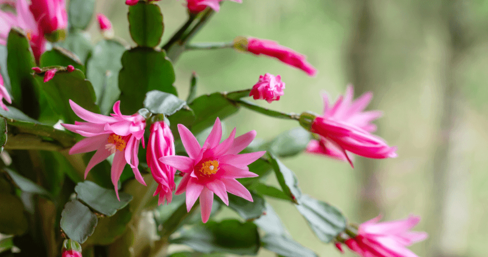 Easter Cactus: Tips For Growing And Getting Beautiful Spring Blooms ...