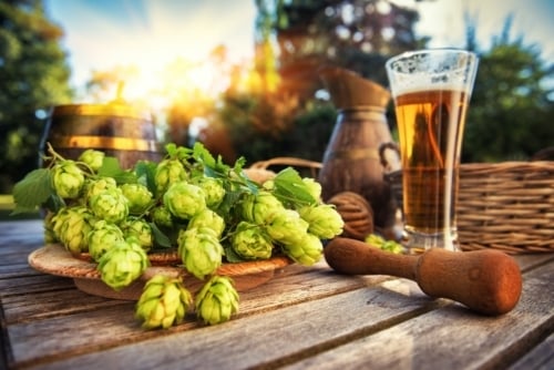 How To Grow Your Own Hops At Home - Farmers' Almanac - Plan Your Day ...