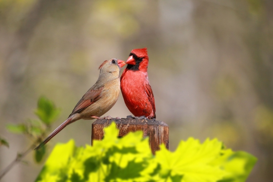 Meaning of the Cardinal Bird - Farmers' Almanac