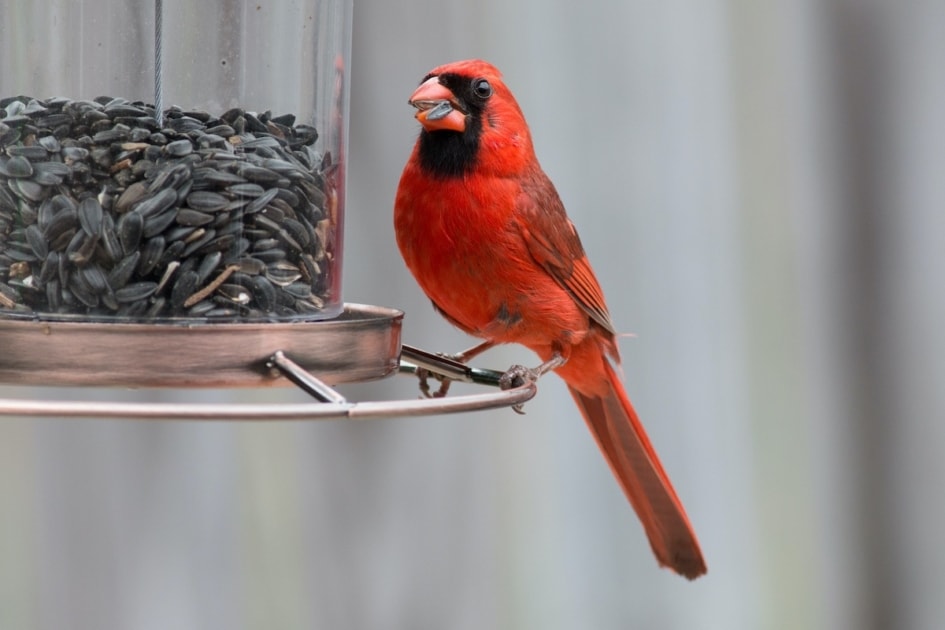 Meaning of the Cardinal Bird - Farmers' Almanac