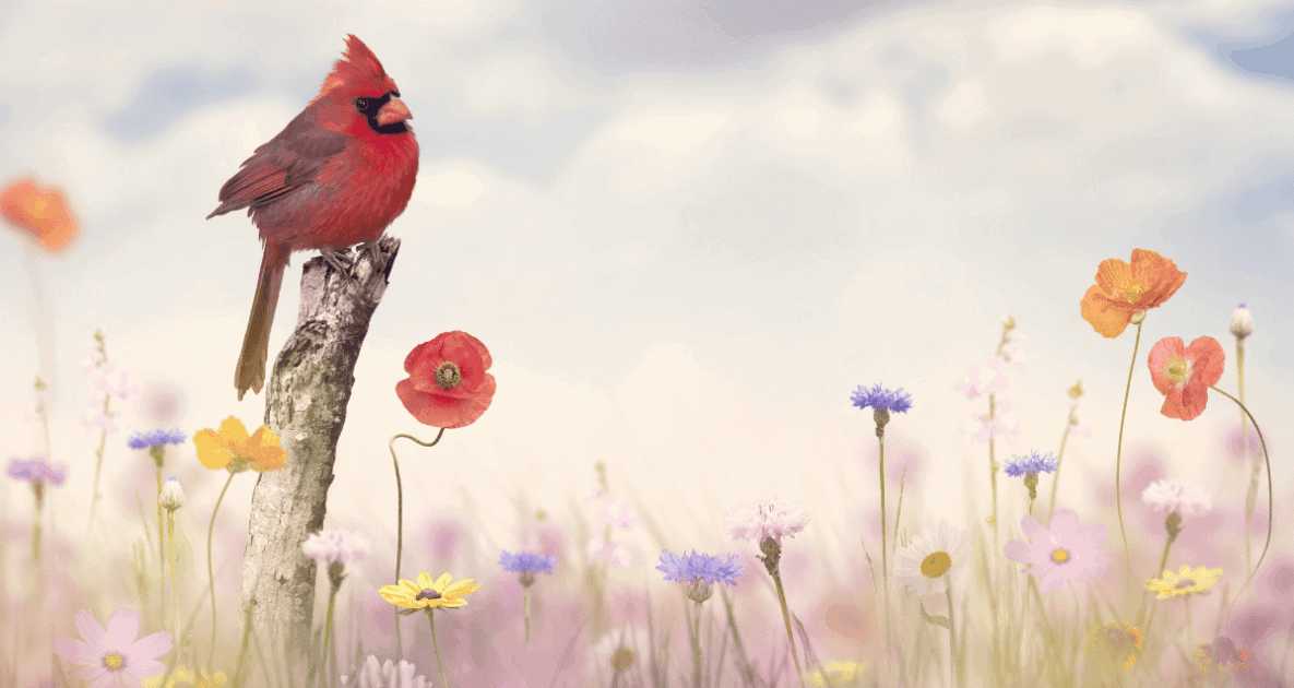 Meaning of the Cardinal Bird - Farmers' Almanac