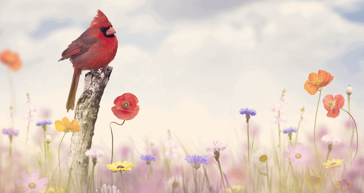 Meaning of the Cardinal Bird - Farmers' Almanac