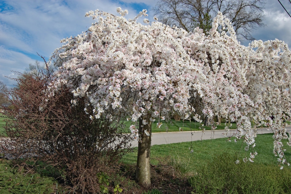 5 Best Flowering Trees That Add Color To Your Yard - Farmers' Almanac ...
