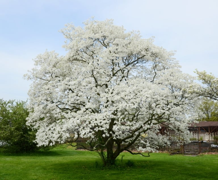 5 Best Flowering Trees That Add Color To Your Yard - Farmers' Almanac ...