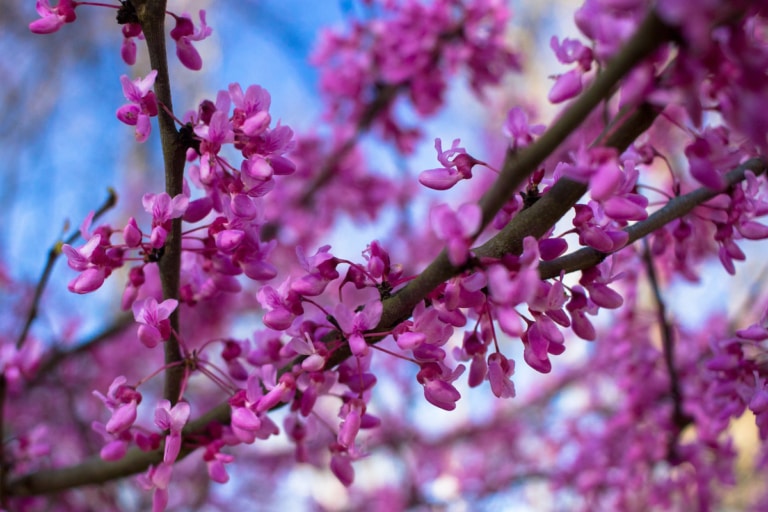 5 Best Flowering Trees That Add Color To Your Yard - Farmers' Almanac ...