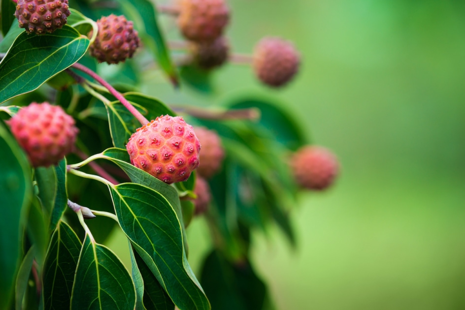 5 Best Flowering Trees That Add Color To Your Yard - Farmers' Almanac ...