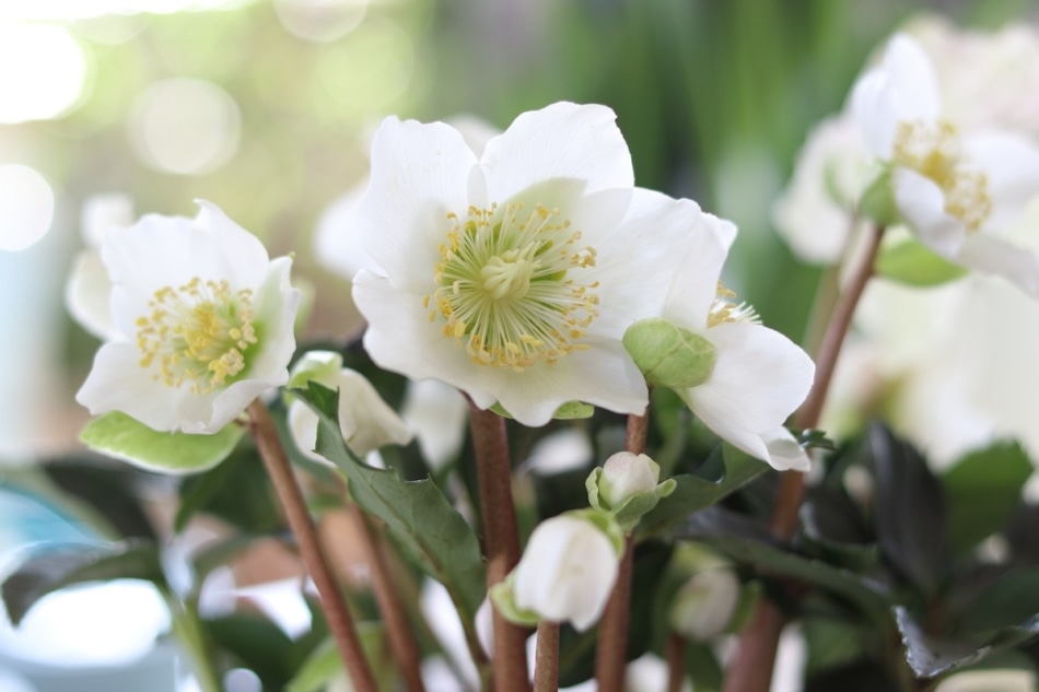 9 Popular Easter Flowers And Their Meanings - Farmers' Almanac - Plan ...