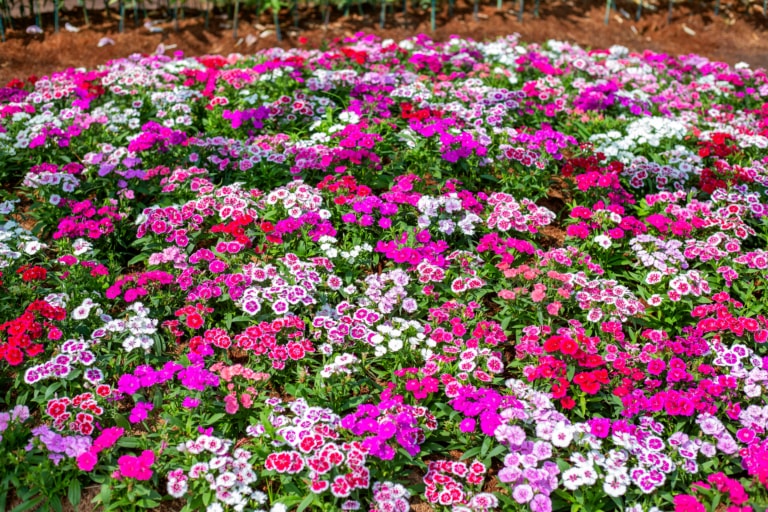 Love Pink Flowers? These Top 8 Will Brighten Your Garden (And Your Mood ...