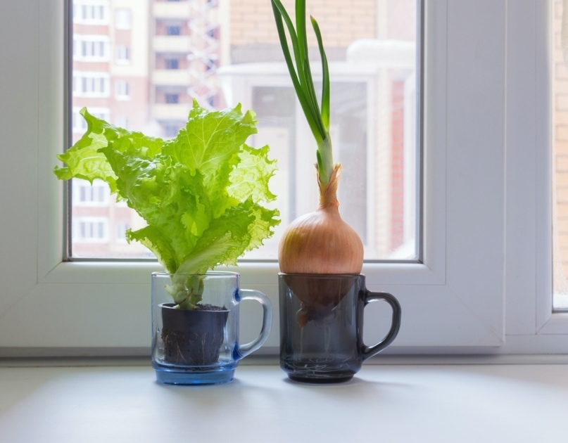 Don't Toss It, Plant It! 12 Vegetables You Can Regrow From Scraps ...