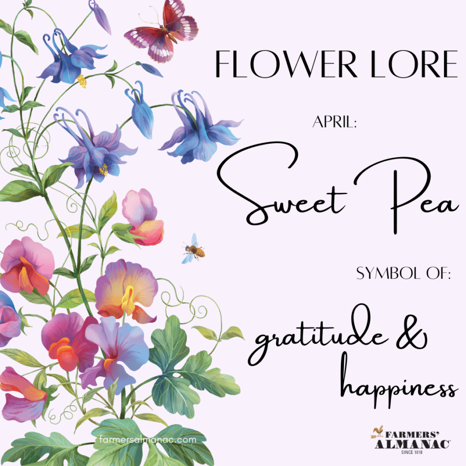April Flower Lore: Sweet Pea - Farmers' Almanac - Plan Your Day. Grow ...