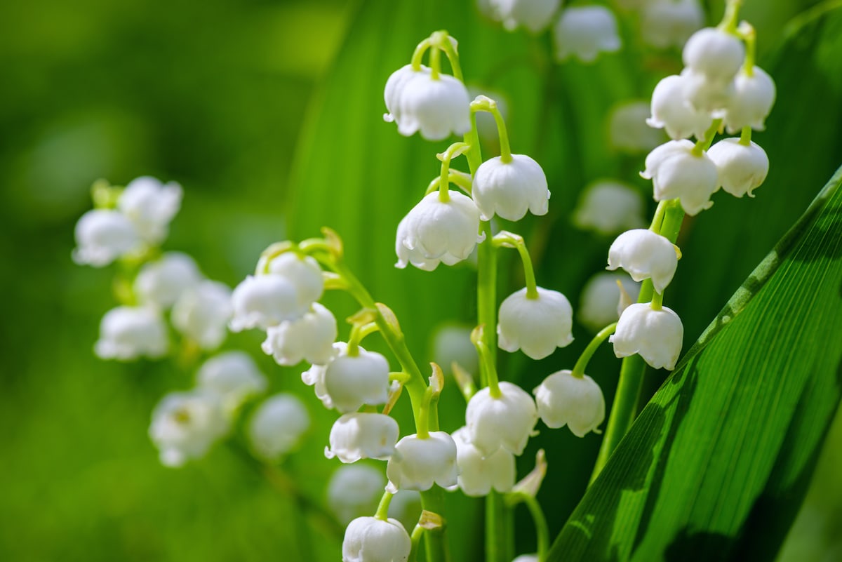 May Flower Lore: Lily of the Valley and Hawthorn - Farmers' Almanac - Plan Your Day. Grow Your Life.