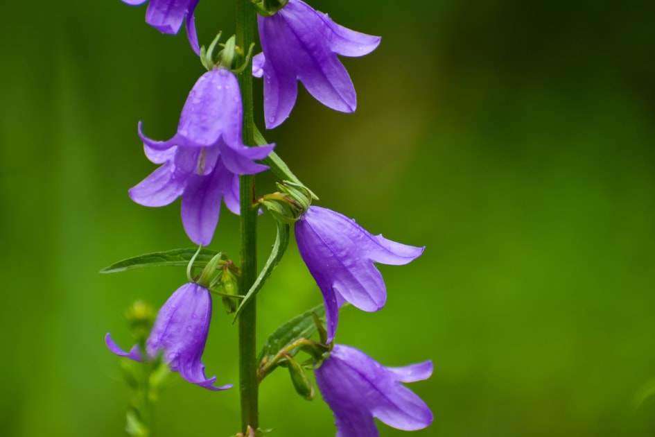 Attract Hummingbirds With These Flowers - Farmers' Almanac