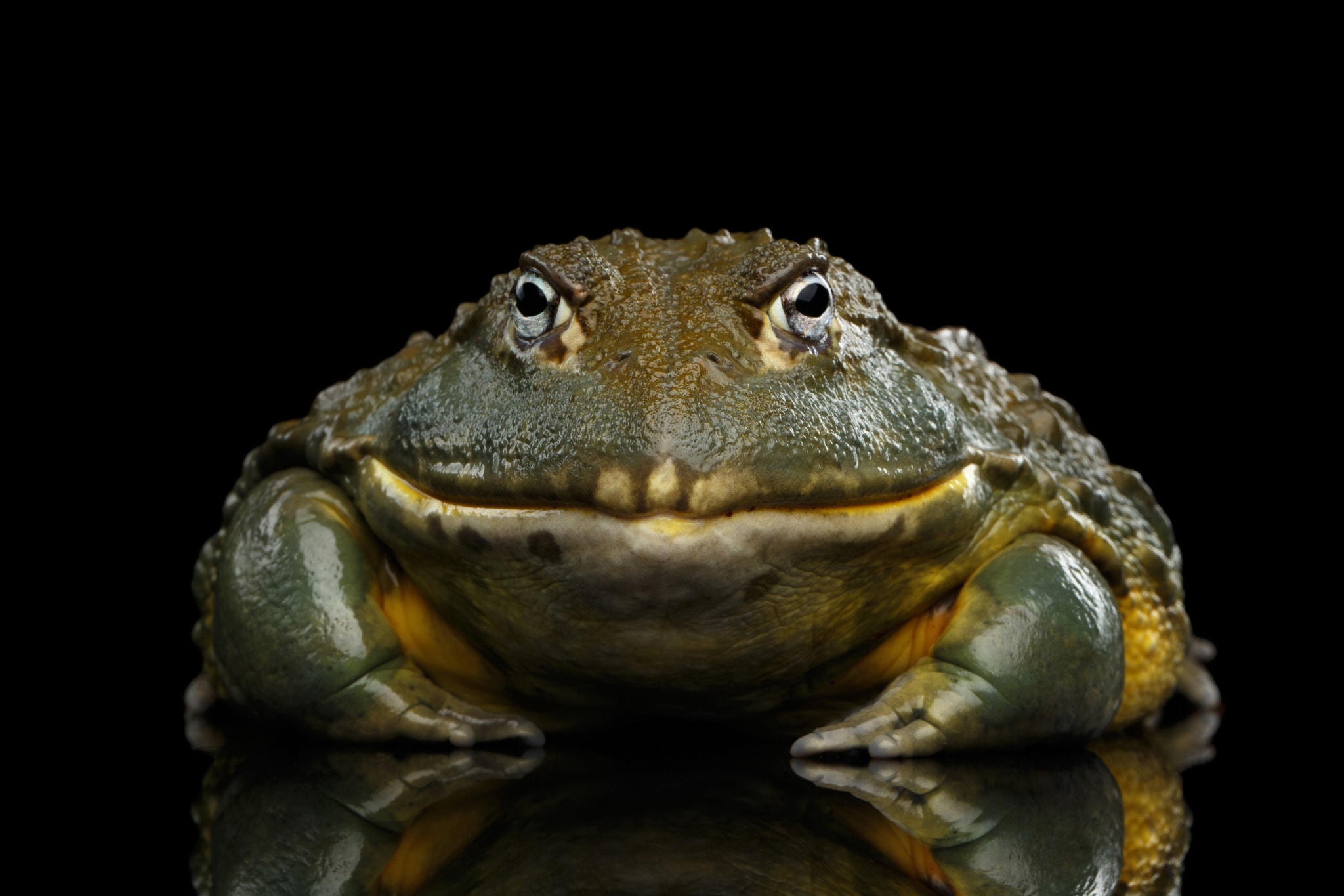 15 Fascinating Facts About Frogs You Probably Didn't Know - Farmers ...