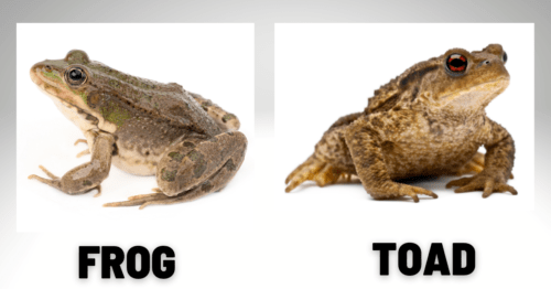 15 Fascinating Facts About Frogs You Probably Didn't Know - Farmers' Almanac - Plan Your Day ...