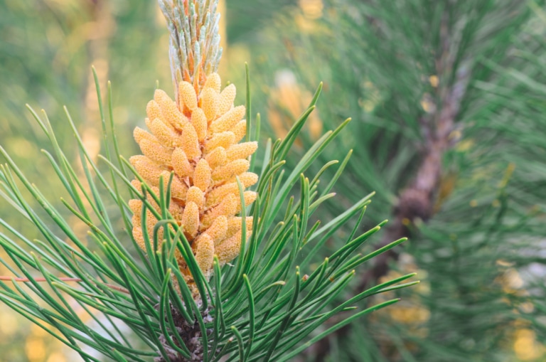 Understand Your Tree Pollen Allergy A Bit More - Farmers' Almanac ...