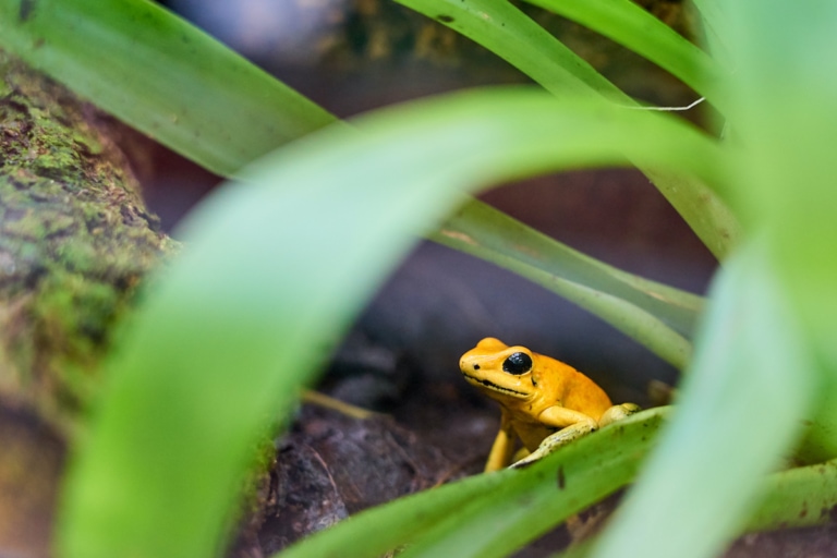 15 Fascinating Facts About Frogs You Probably Didn't Know - Farmers ...
