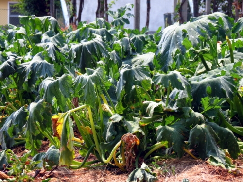 How To Keep Your Garden Thriving During a Heatwave - Farmers' Almanac ...