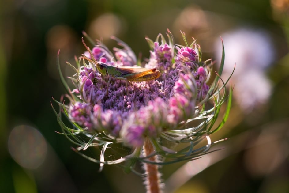 Queen Anne's Lace: Facts & Folklore - Farmers' Almanac