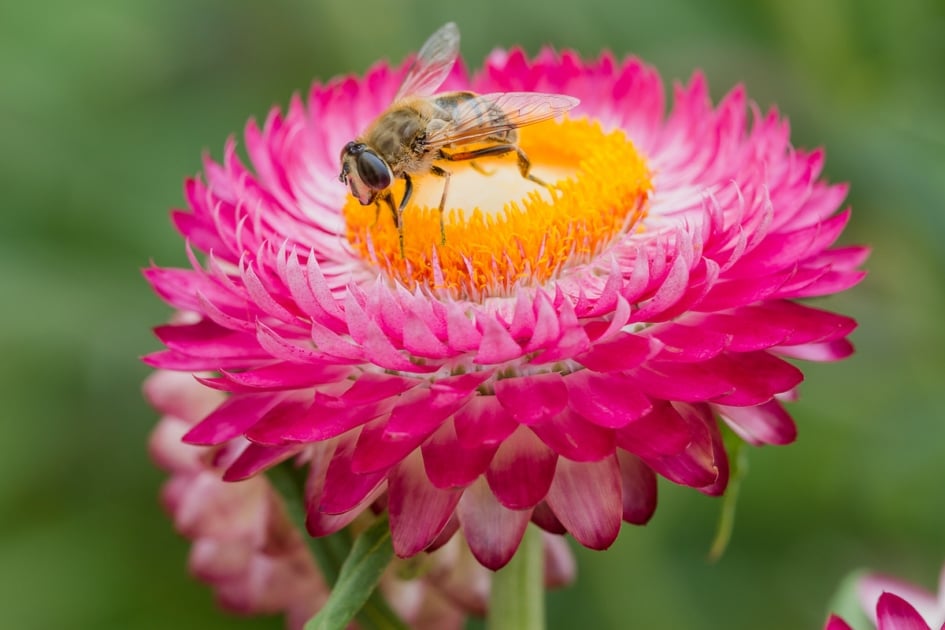 How To Grow And Care For Strawflowers, An Everlasting Beauty - Farmers ...