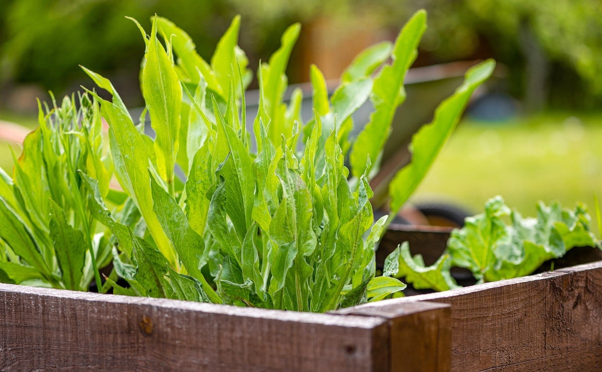 What The Heck Is Salsify? - Farmers' Almanac - Plan Your Day. Grow Your ...