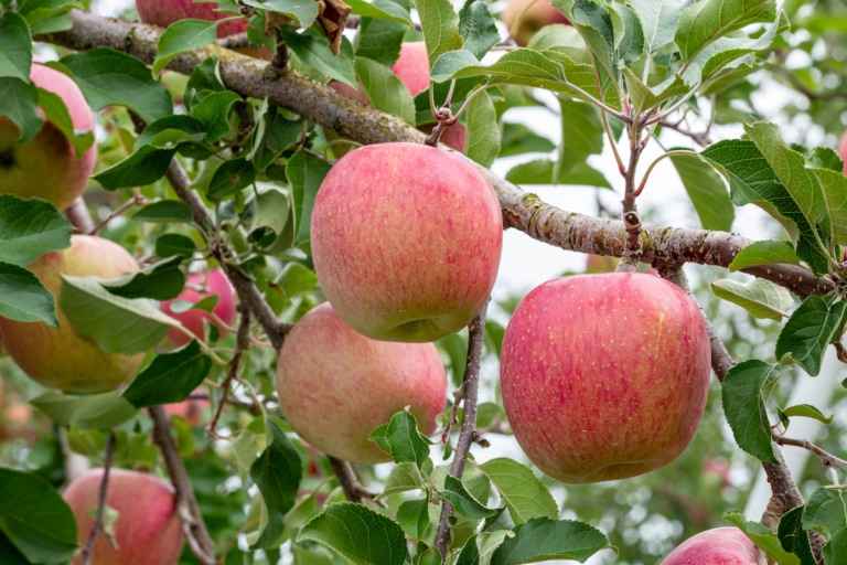 The Best Apples: 21 Different Kinds - Farmers' Almanac - Plan Your Day ...