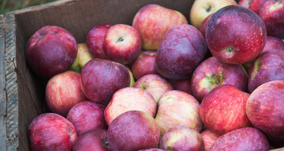 The Best Apples: 21 Different Kinds - Farmers' Almanac - Plan Your Day ...