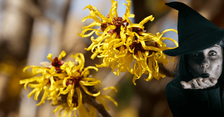 Witch Hazel: Nature's Magic Potion - Farmers' Almanac - Plan Your Day ...