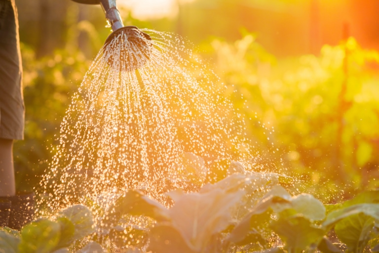 Grow Vegetables In Dry Climates - Farmers' Almanac - Plan Your Day ...