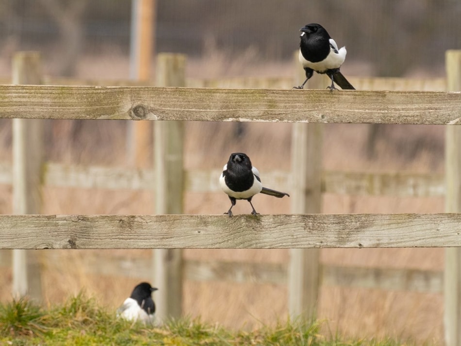 10 Irish Superstitions - Farmers' Almanac - Plan Your Day. Grow Your Life.
