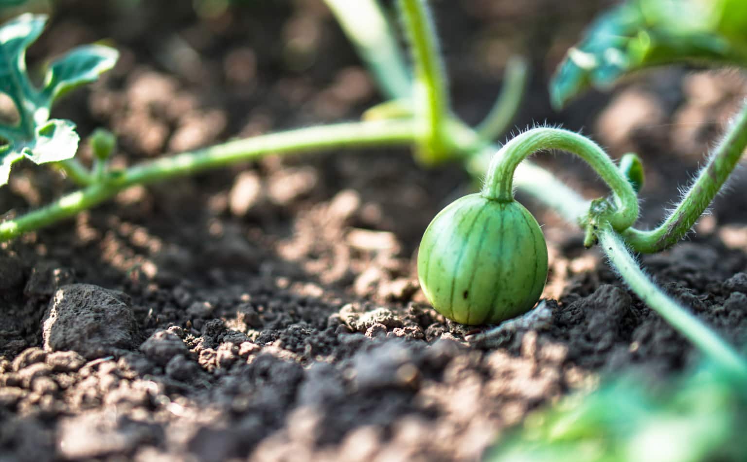 How To Grow Watermelons - Farmers' Almanac - Plan Your Day. Grow Your Life.