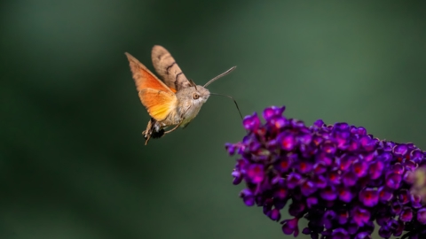 Learn More About Hummingbird moths - Farmers' Almanac