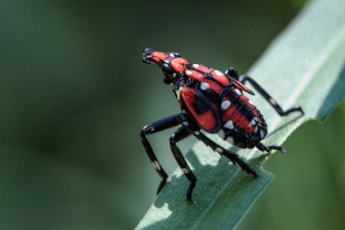 The Notorious Spotted Lanternfly: How To Slow The Spread