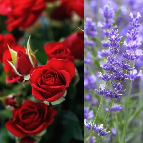Companion Planting With Flowers - Farmers' Almanac