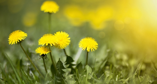 Dandelions + Plants That Predict The Weather - Farmers' Almanac