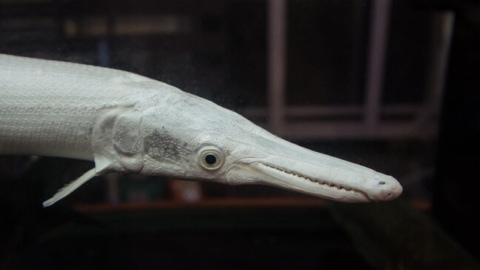 13 Weird Fish And How To Catch Them - Farmers' Almanac