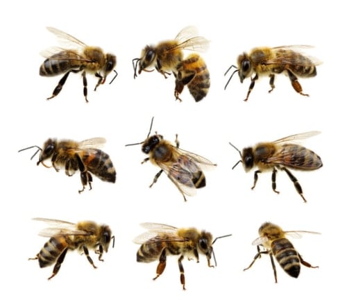 Honey Bees Need Your Help: What Gardeners Can Do About Colony Collapse ...