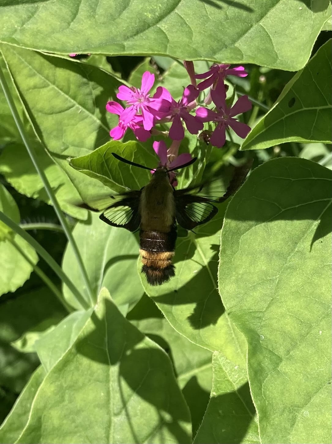 Have You Seen A Hummingbird Moth? Here Are 10 Facts That Will Amaze ...